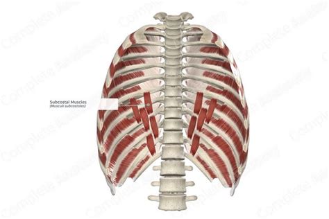 Subcostal Muscles Wikism Sports Medicine Wiki