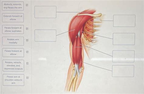 Solved Abducts Extends And Flexes The Arm Extends Forearm