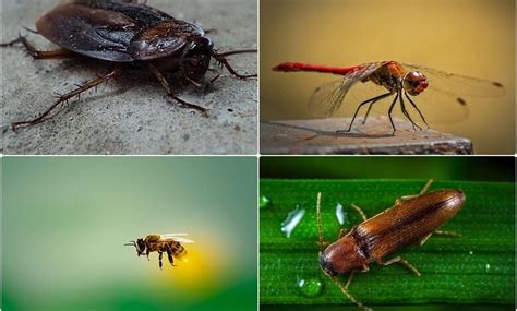 Top 5 Fastest Flying Insect In The World Afrinik