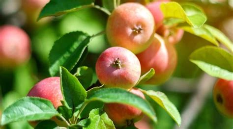 28 Different Types Of Apple Tree Varieties To Grow This Season