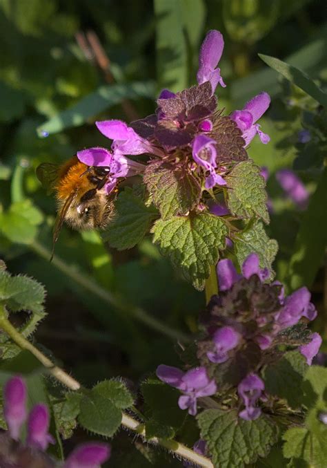 Bumblebee Pollination Dead Nettle Free Photo On Pixabay