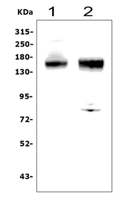 Cd13 Anpep Antibody A02591 2