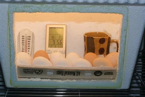 Cheap Egg Incubator 6 Steps To Hatching Success Your Projectsobn