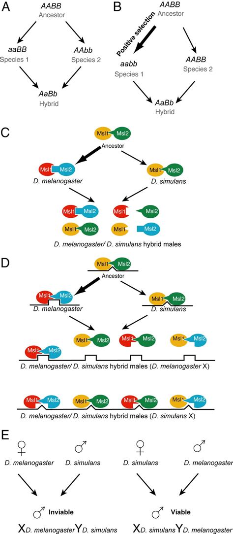 Positive Selection Of The Msl Complex And X Chromosomal Mslbinding Download Scientific Diagram