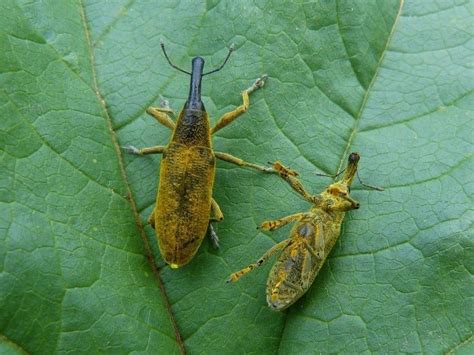 The Lesser Of Two Weevils By Chris Lafontaine