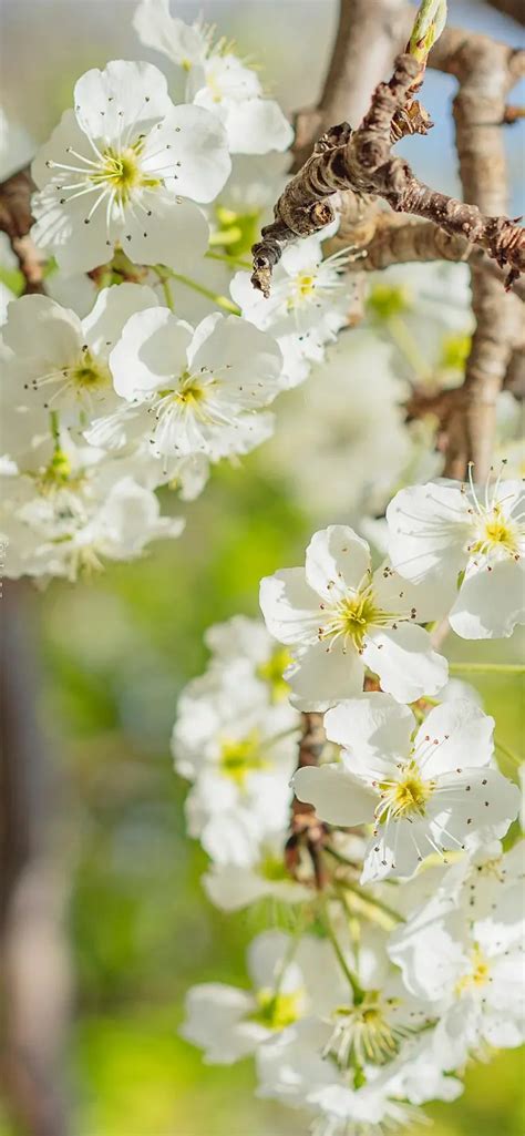 原图壁纸：一树梨花又开放 今日头条 花瓣网
