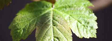 Plant Anatomy And Morphology Quiz