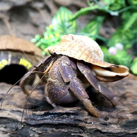 미소크랩 브레비 소라게 3마리 세트