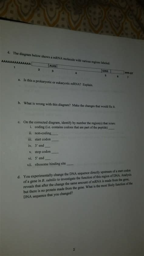 Solved 4 The Diagram Below Shows A MRNA Molecule With Chegg
