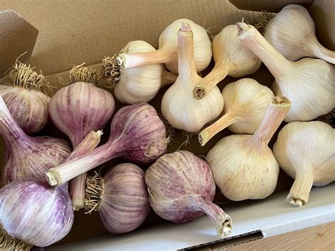 Australian Garlic Bulbs Balmattum Garlic