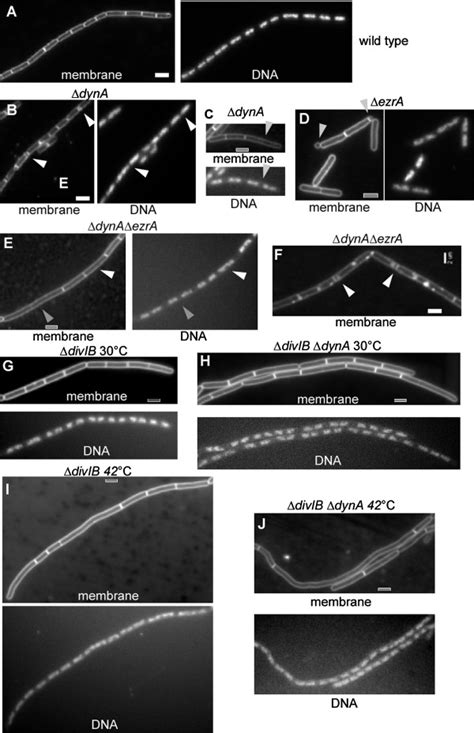 phenotypes of exponentially growing wild type py79 or mutant bacillus