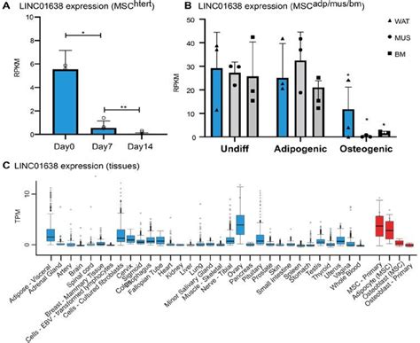 Figure 1 From Linc01638 Sustains Human Mesenchymal Stem Cell Self