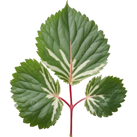 Variegated Begonia Leaf Plant Ornamental Plants Decorative Plants