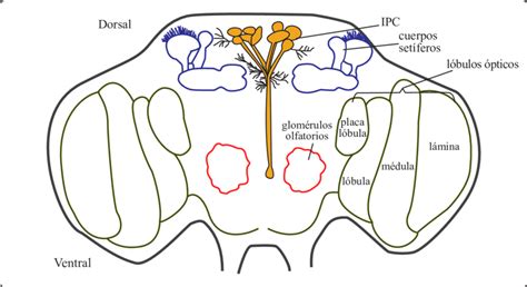 Localización De Las Células Secretoras De Los Ilp En El Cerebro Adulto