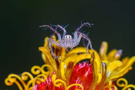 Ai Generated Spider Arachnid Free Photo On Pixabay Pixabay
