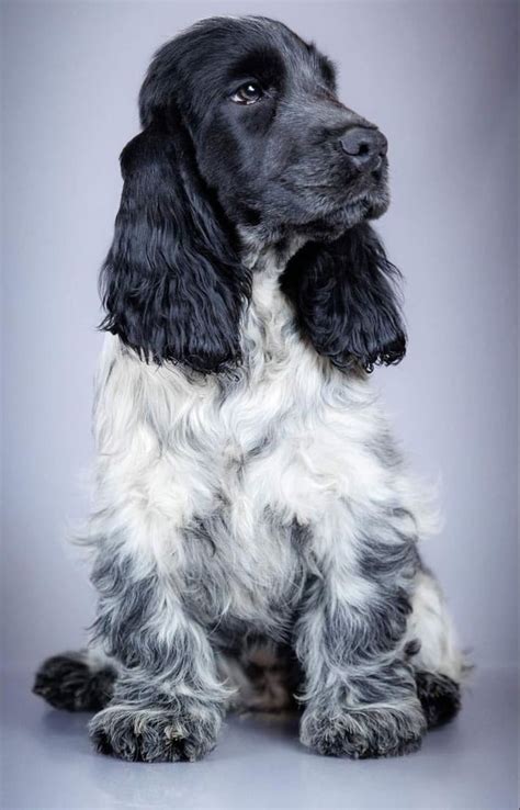 This Beautiful Cocker Spaniel Rsupermodeldogs