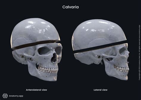 Cranial Base And Calvaria Anatomy App