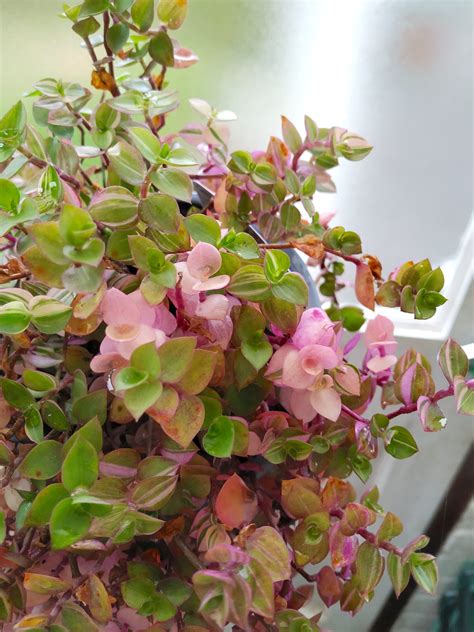 Callisia Repens ‘bianca Tradescantia Hub Shop