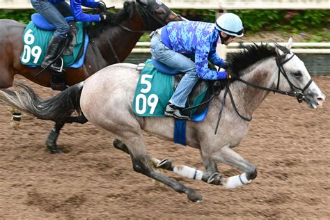【注目新馬・日曜中京】馬主はディープを育てた池江泰郎氏 芦毛の良血シルヴァーアーマーが初陣 競馬ニュース・特集なら東スポ競馬