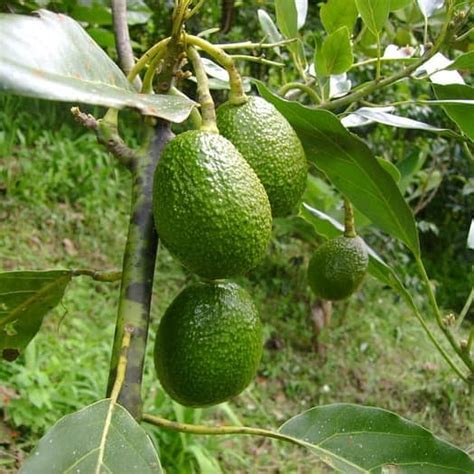 6 Cara Tanam Dan Perawatan Tanaman Buah Alpukat Hass Agar Cepat Berbuah