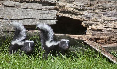 How To Get Rid Of Skunk Smell According To Chemists