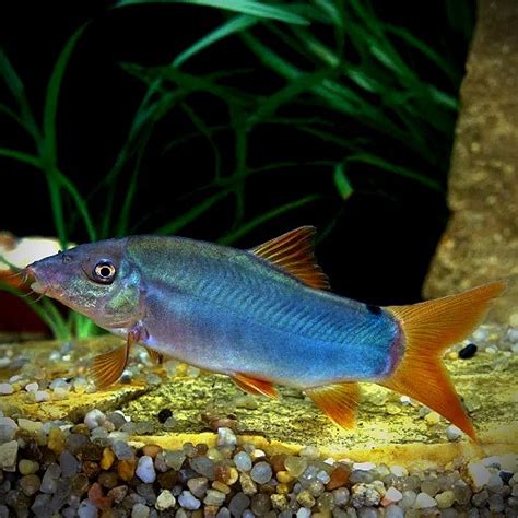 Redtail Blue Botia Loach Botia Modesta