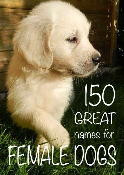 555 Female Dog Names For Gorgeous Girl Puppies Artofit