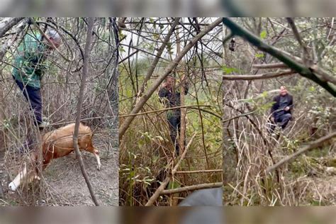 5男子遭发疯牛攻击，吓得各自爬树上躲避，画面让人哭笑不得