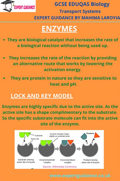 Enzymes Igcse Biology Revision At Ronald Franson Blog