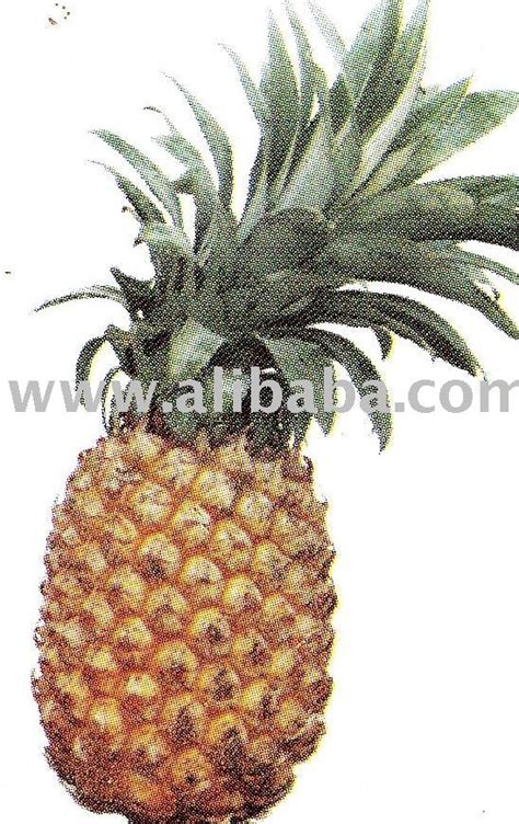 Ananas Comosus India Price Supplier 21food