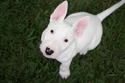 Bull Terrier Puppy Grass Free Photo On Pixabay Pixabay