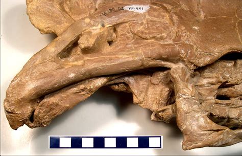 Ectenosaurus