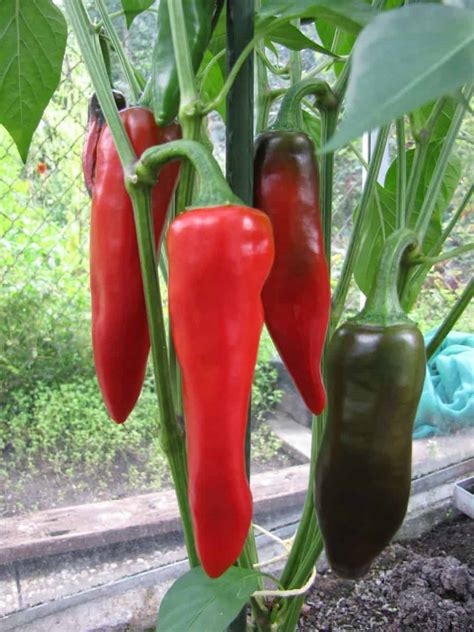 Piment Despelette Dianas Mooie Moestuin
