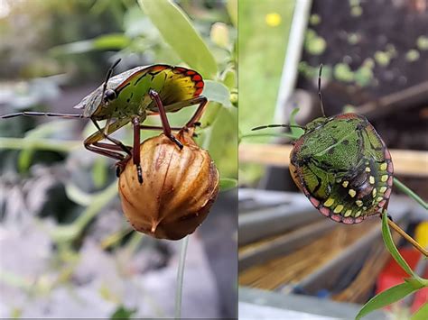 Cute And Pretty Shield Bug Suckling On A Seed Pod R Awwnverts