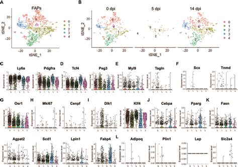 Cellular And Transcriptional Dynamics During Brown Adipose Tissue Regeneration Under Acute
