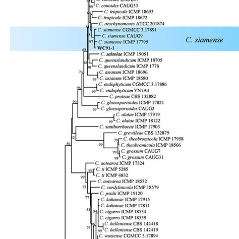 Phylogenetic Tree Constructed Based On Concatenated Sequences Of The Download Scientific