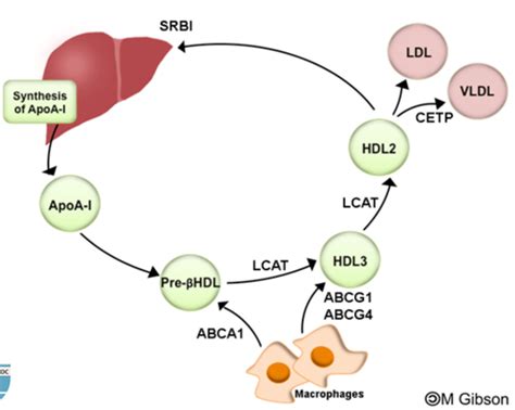 Lipoprotein Handling Flashcards Quizlet
