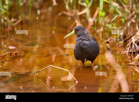 Blackish Rail Pardirallus Nigricans Photographed In Domingos Martins