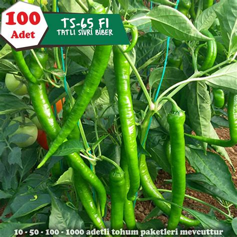 100 Adet Tatlı Sivri Biber Tohumu Ts 65 F1 Fiyatı