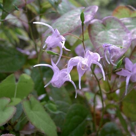 Epimedium Grandiflorum Fleurs Des Elfes Rose Lilas Pâle Godet De 8 9 Cm Jardiland