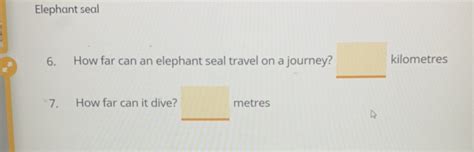 Elephant Seal How Far Can An Elephant Studyx
