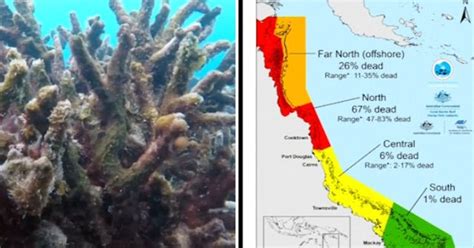 Great Barrier Reef Suffers Worst Coral Die Off Ever Recorded Metro News