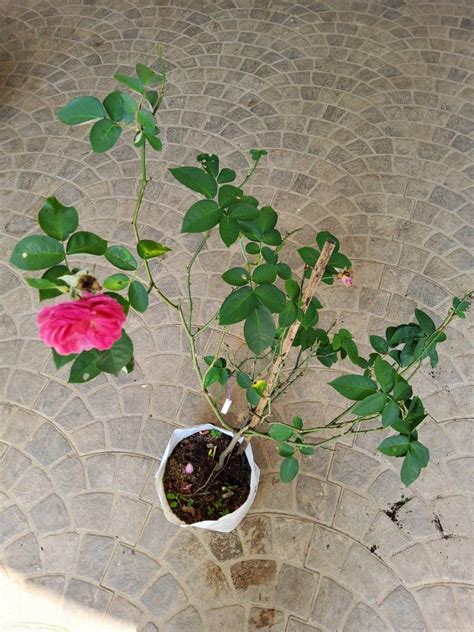 Panneer Rose Very Strong Fragrance Furniture And Home Living