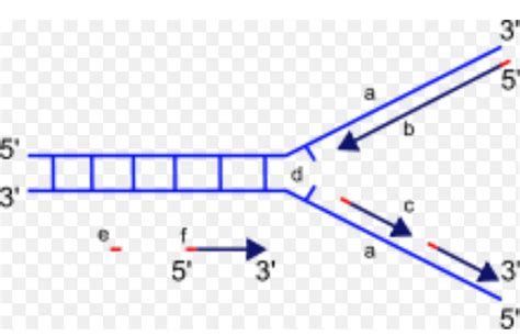 Answer Please Which One Of The Following Reprsents A Palindromic Sequence In DNA