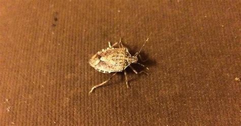 This Thing Just Tried To Crawl Into My Ear In Detroit Rwhatsthisbug