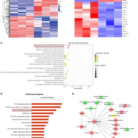 Rna‐seq Analysis In Hpscs With Or Without Ilg Treatment Hierarchical