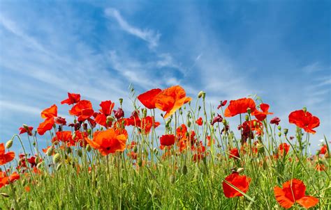 Wallpaper Greens Field Summer The Sky Clouds Flowers Nature Blue