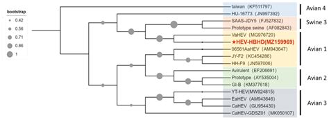 phylogenetic trees constructed based on the nucleotide sequences of