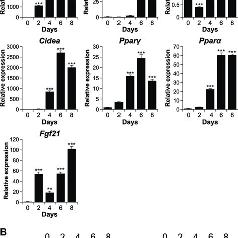 Time Course Analysis Of Mrna And Protein Expression During Brown