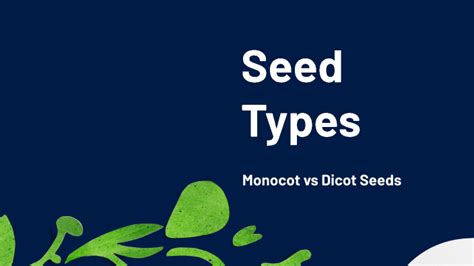 Monocot Vs Dicot Seeds By Samantha Williams On Prezi